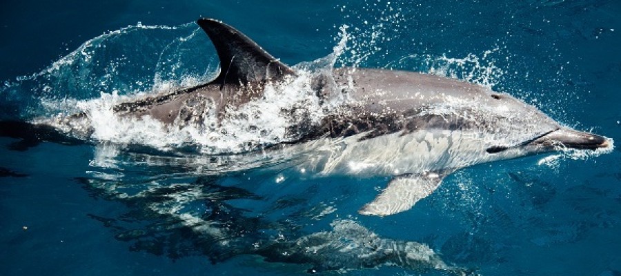 New Zealand Marine Life | Flying Kiwi Blog